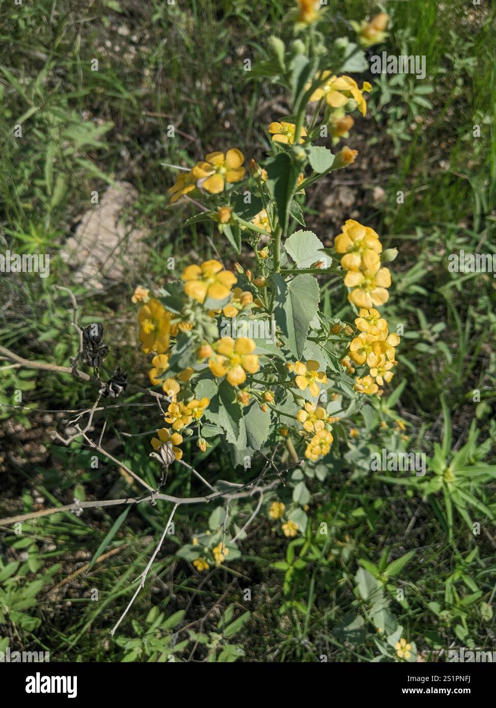 sweet Indian Mallow (Abutilon fruticosum Stock Photo - Alamy