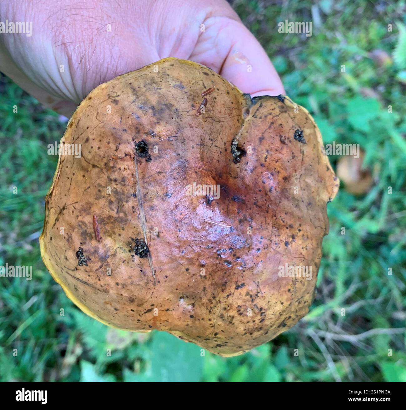 Red-mouth Bolete (Neoboletus subvelutipes Stock Photo - Alamy