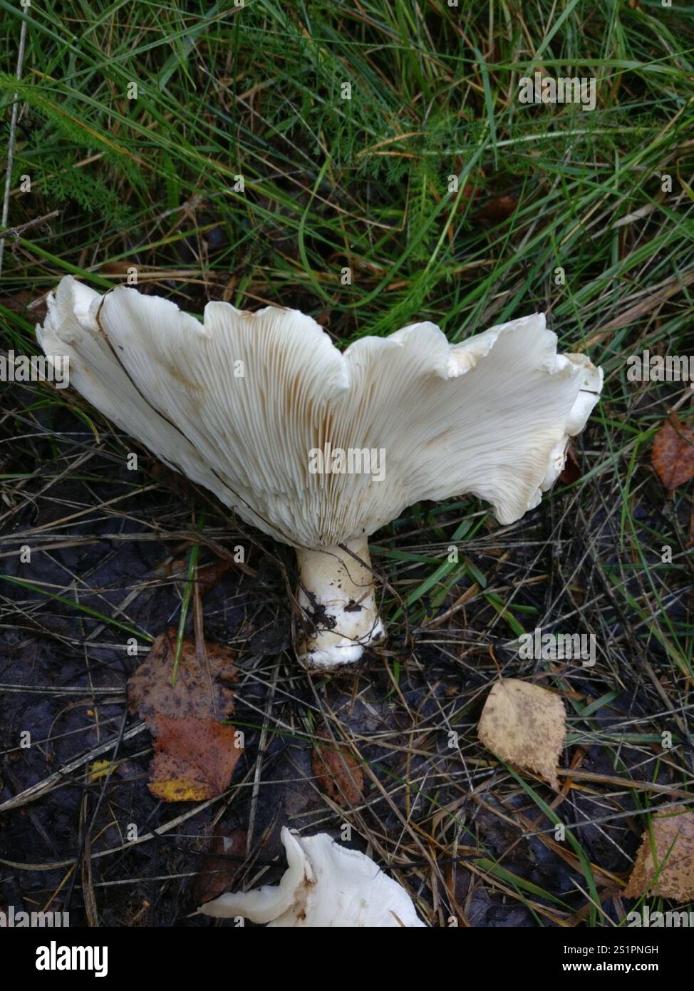 Giant Funnel (Aspropaxillus giganteus Stock Photo - Alamy