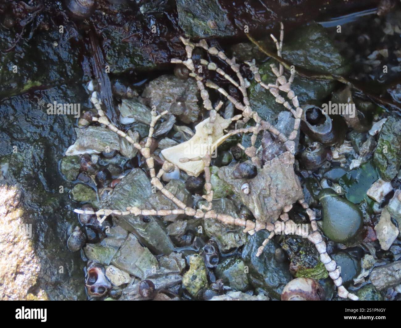 Coralline algae (Corallinales Stock Photo - Alamy