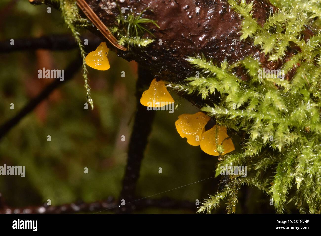 alpine jelly cone (Guepiniopsis alpina Stock Photo - Alamy