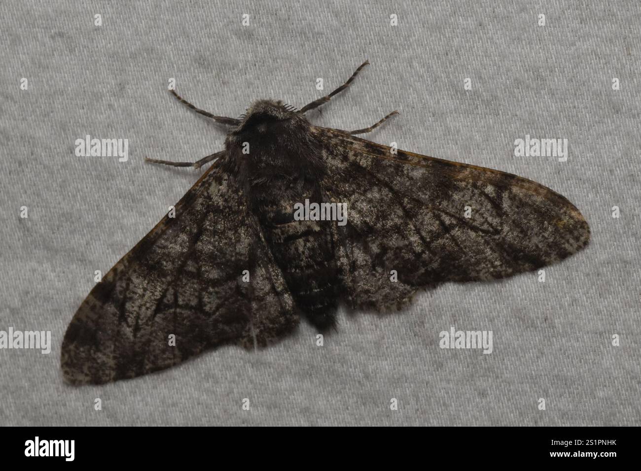 Peppered Moth (Biston betularia Stock Photo - Alamy