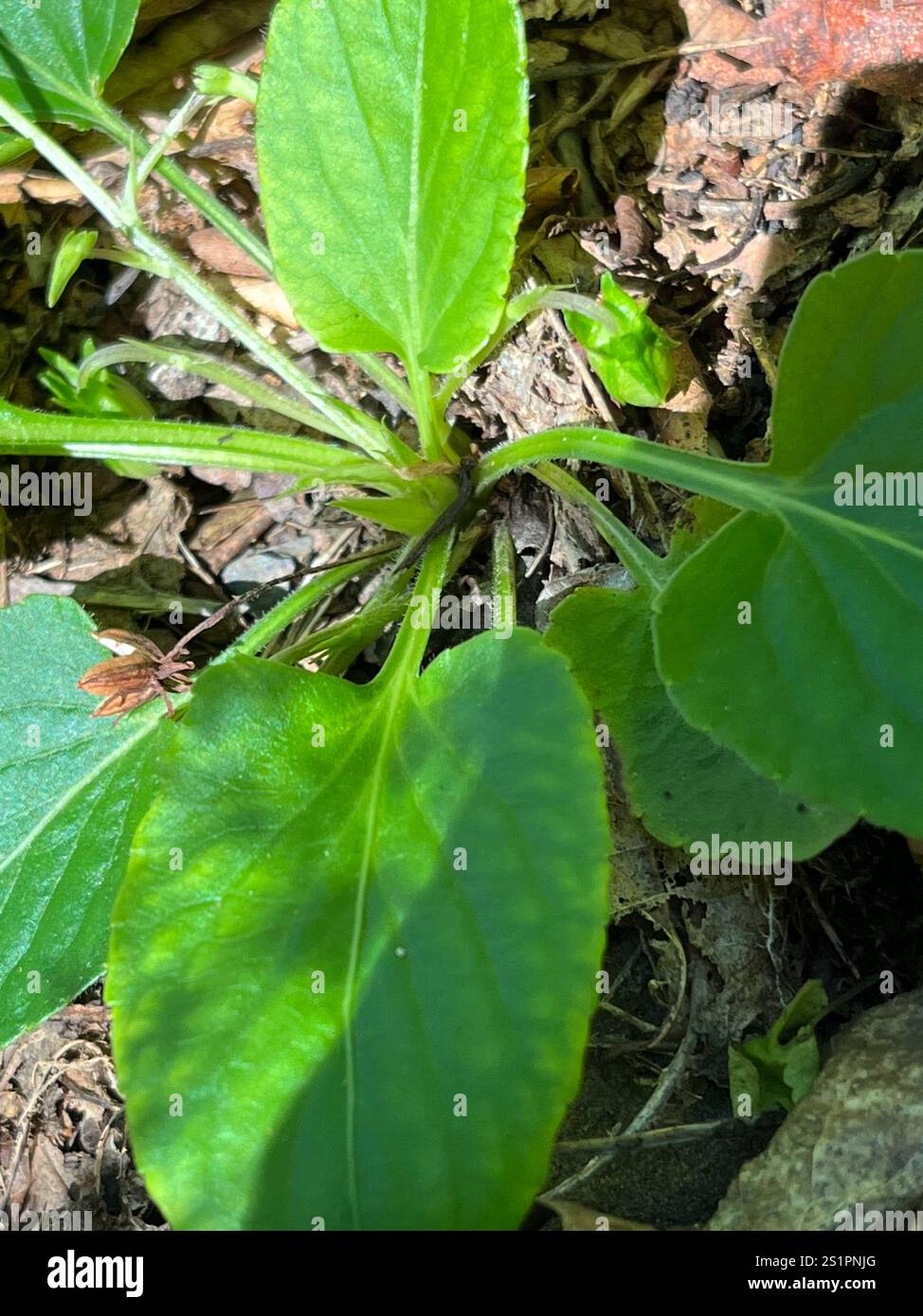 primrose-leaved violet (Viola primulifolia Stock Photo - Alamy