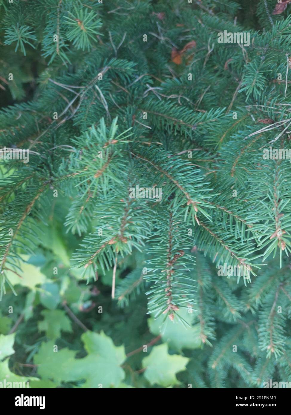 white spruce (Picea glauca Stock Photo - Alamy