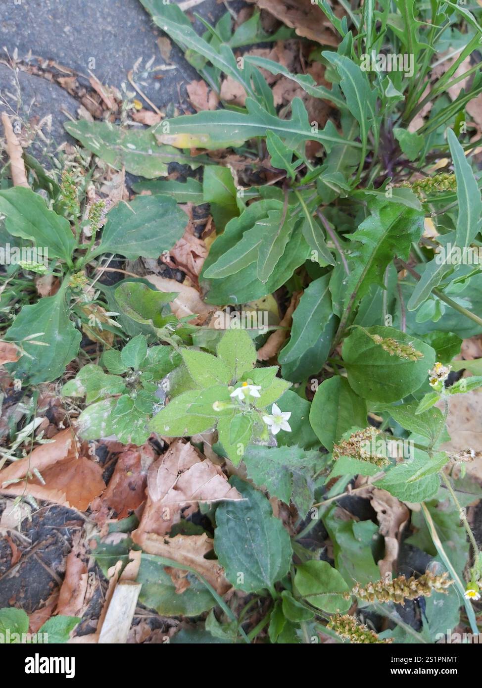 red nightshade (Solanum villosum Stock Photo - Alamy