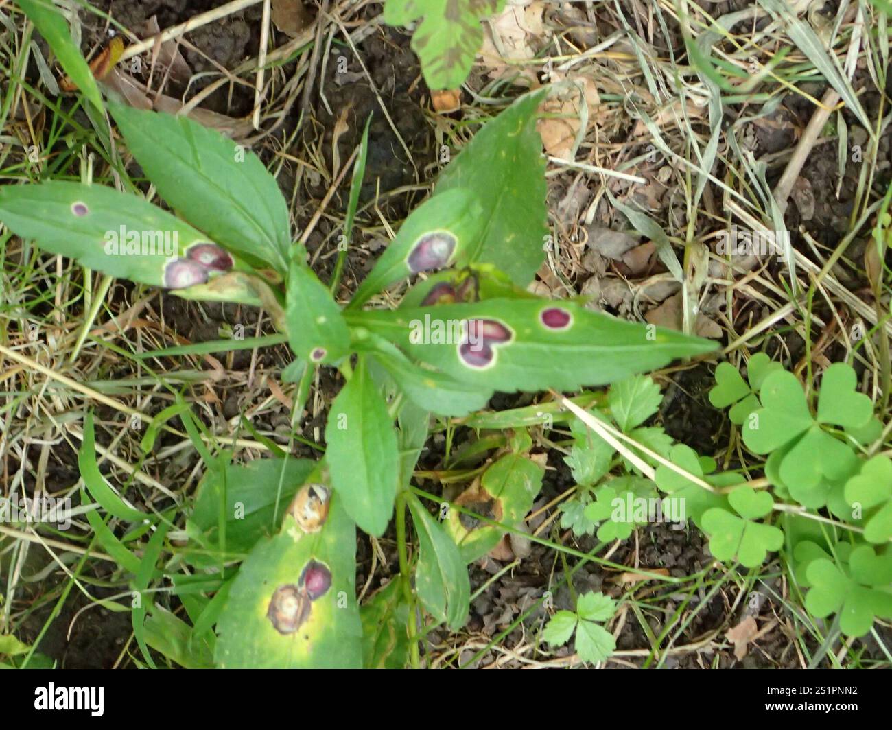 Carbonifera goldenrod gall midge (Asteromyia carbonifera Stock Photo ...