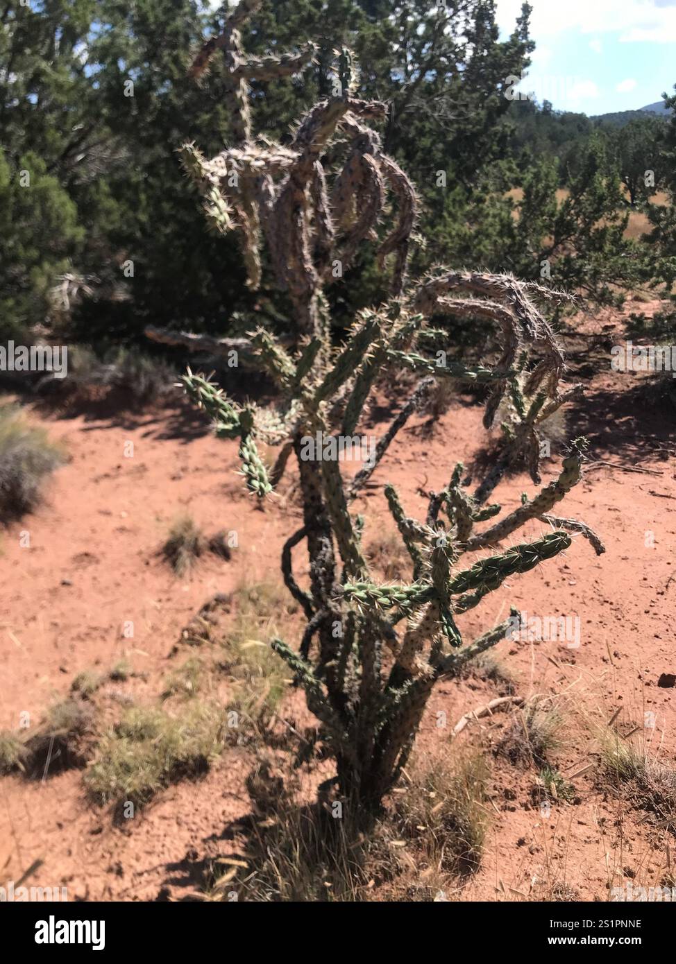tree cholla (Cylindropuntia imbricata Stock Photo - Alamy