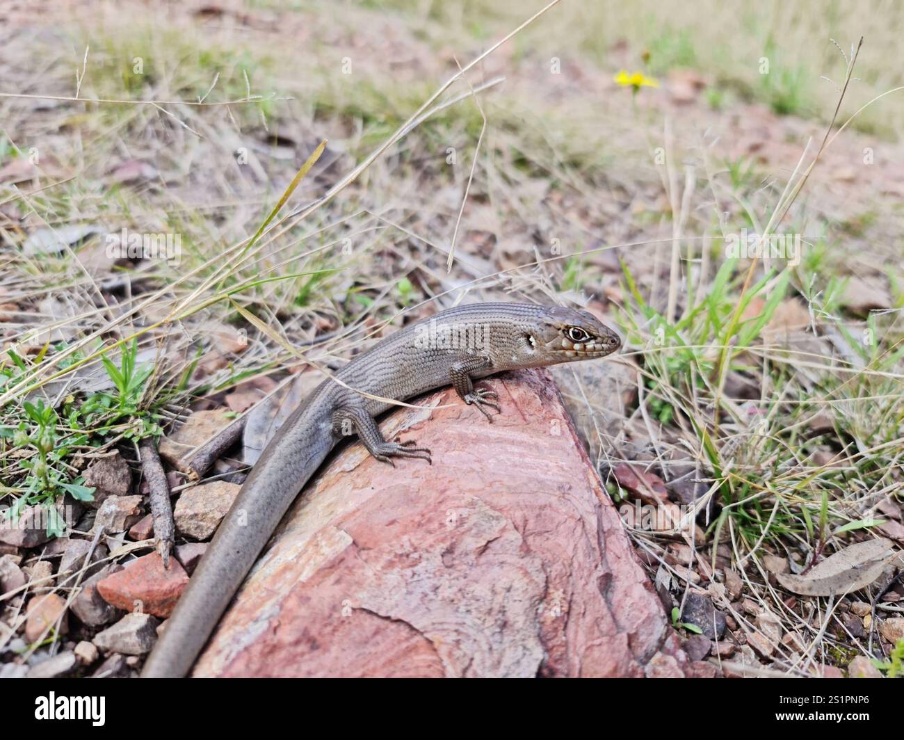 Eastern Ranges Rock Skink (Liopholis modesta Stock Photo - Alamy