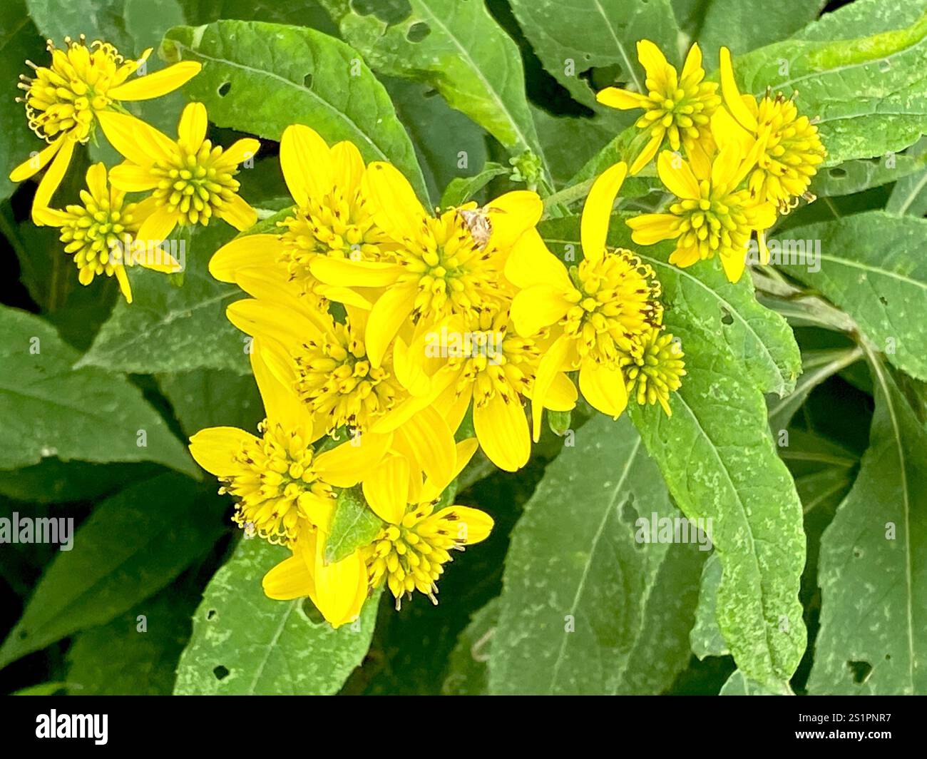 Wingstem (Verbesina alternifolia Stock Photo - Alamy