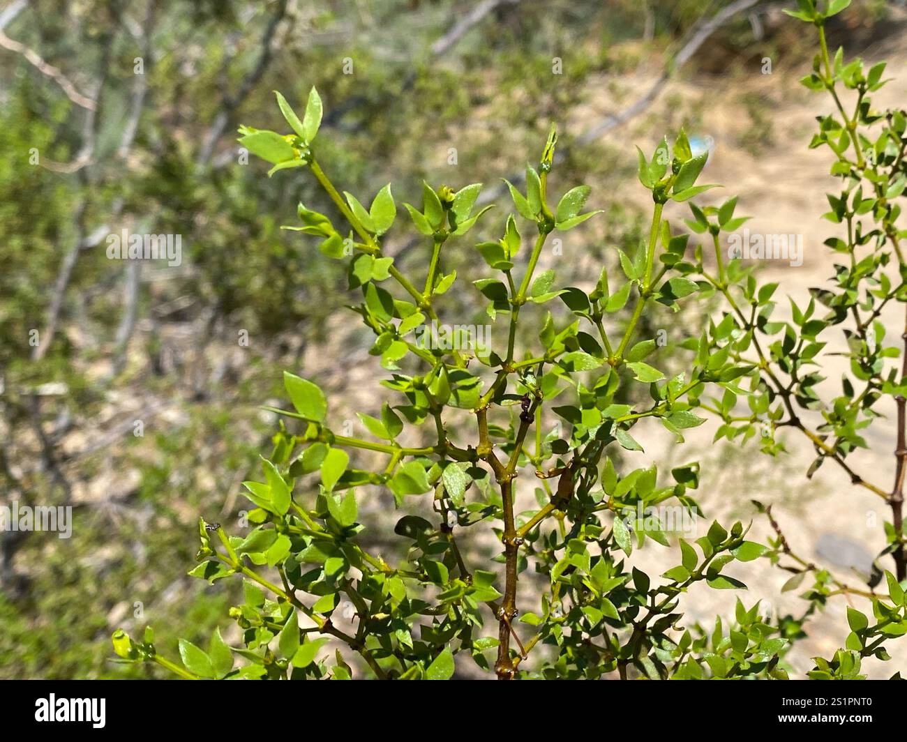 Creosote Bush (Larrea tridentata Stock Photo - Alamy