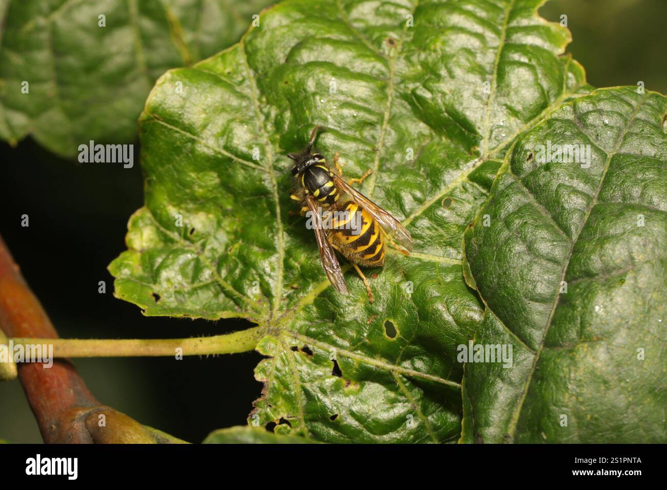 Common European Yellowjacket (Vespula vulgaris Stock Photo - Alamy