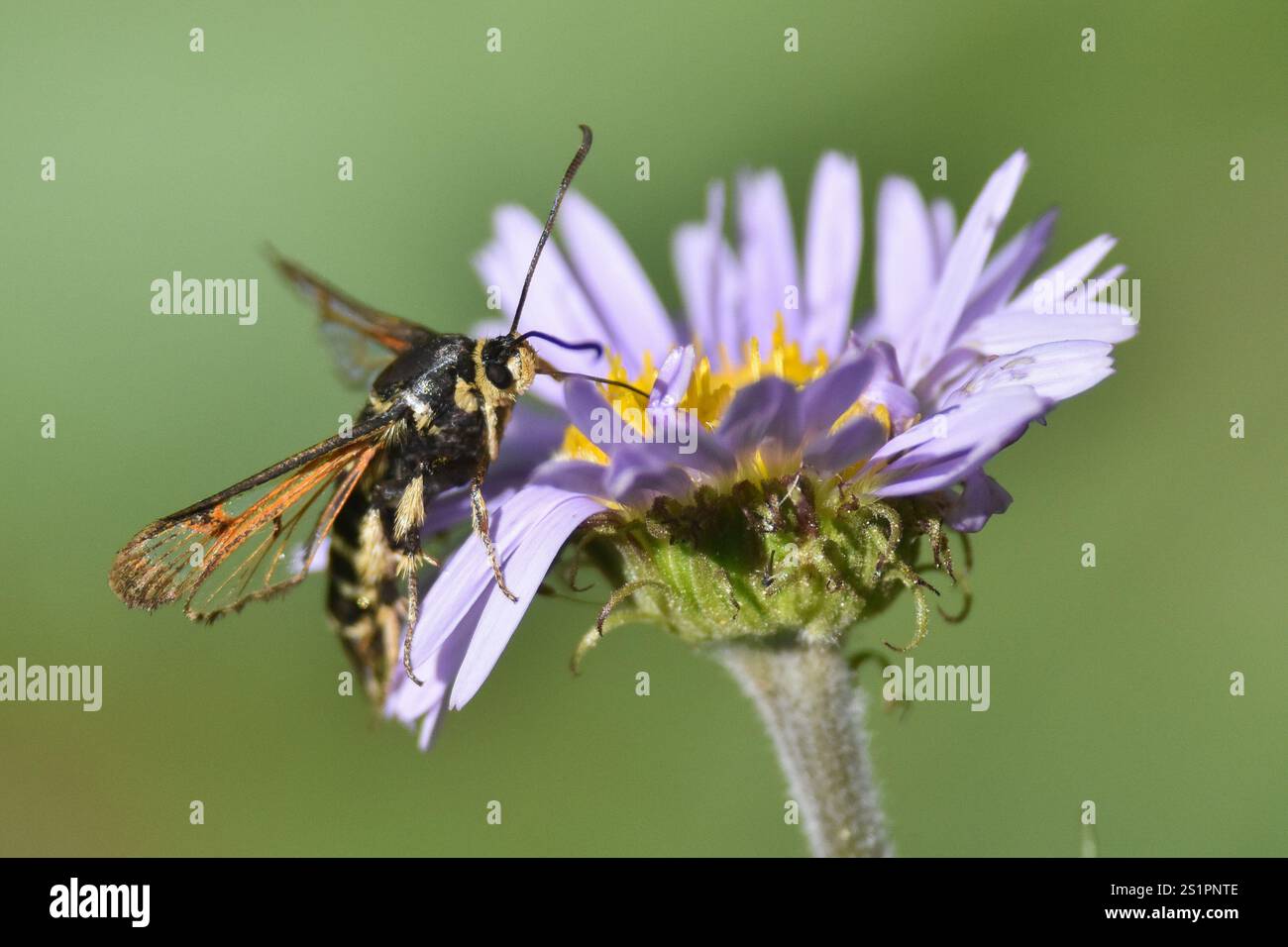 Fireweed Clearwing Moth (Albuna pyramidalis Stock Photo - Alamy