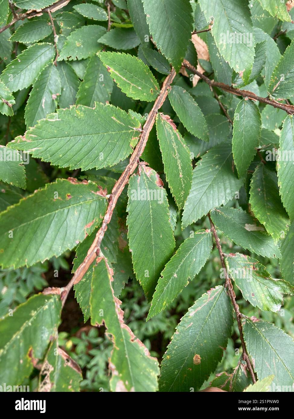 Winged Elm (Ulmus alata Stock Photo - Alamy