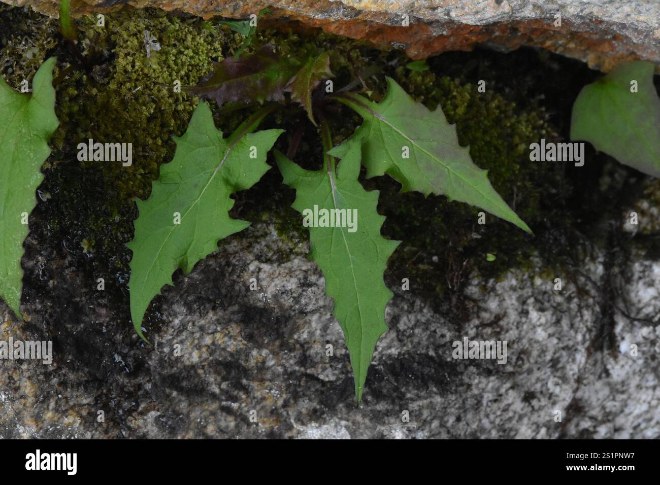 western rattlesnake root (Nabalus alatus Stock Photo - Alamy