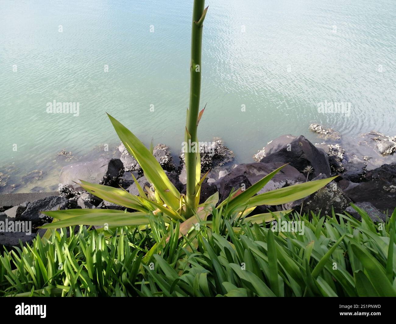 American century plant (Agave americana Stock Photo - Alamy