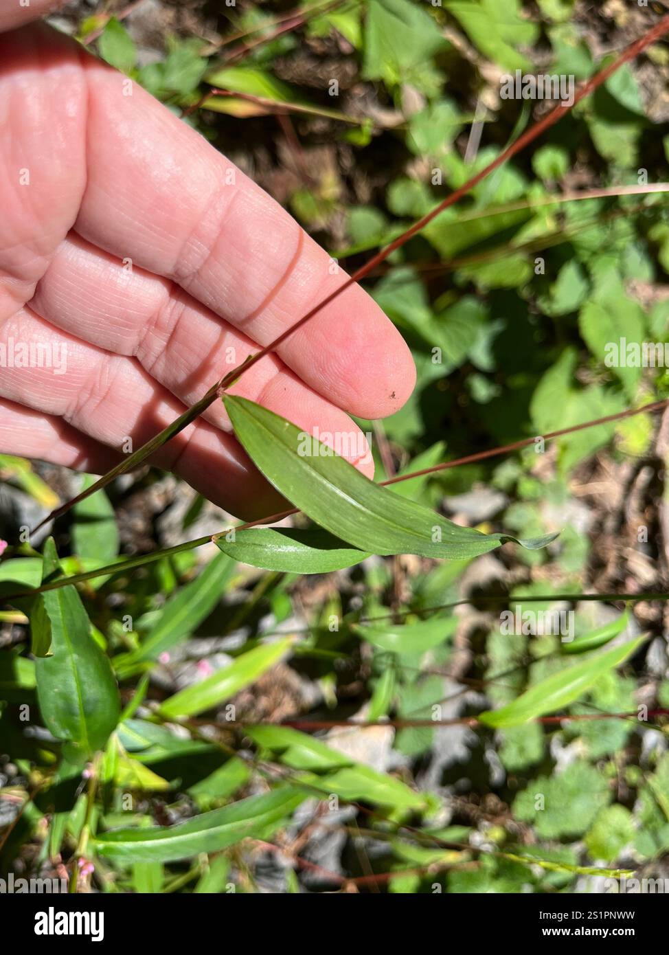Japanese stiltgrass (Microstegium vimineum Stock Photo - Alamy