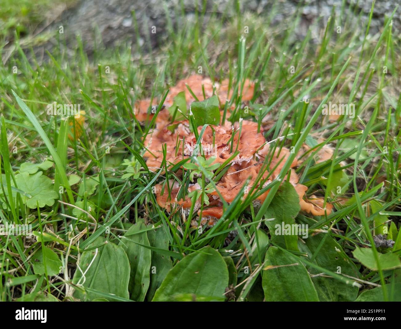 Blushing Rosette (Abortiporus biennis Stock Photo - Alamy