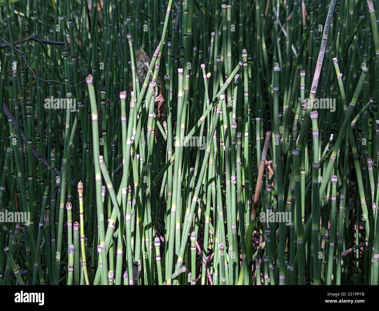 rough horsetail (Equisetum hyemale Stock Photo - Alamy