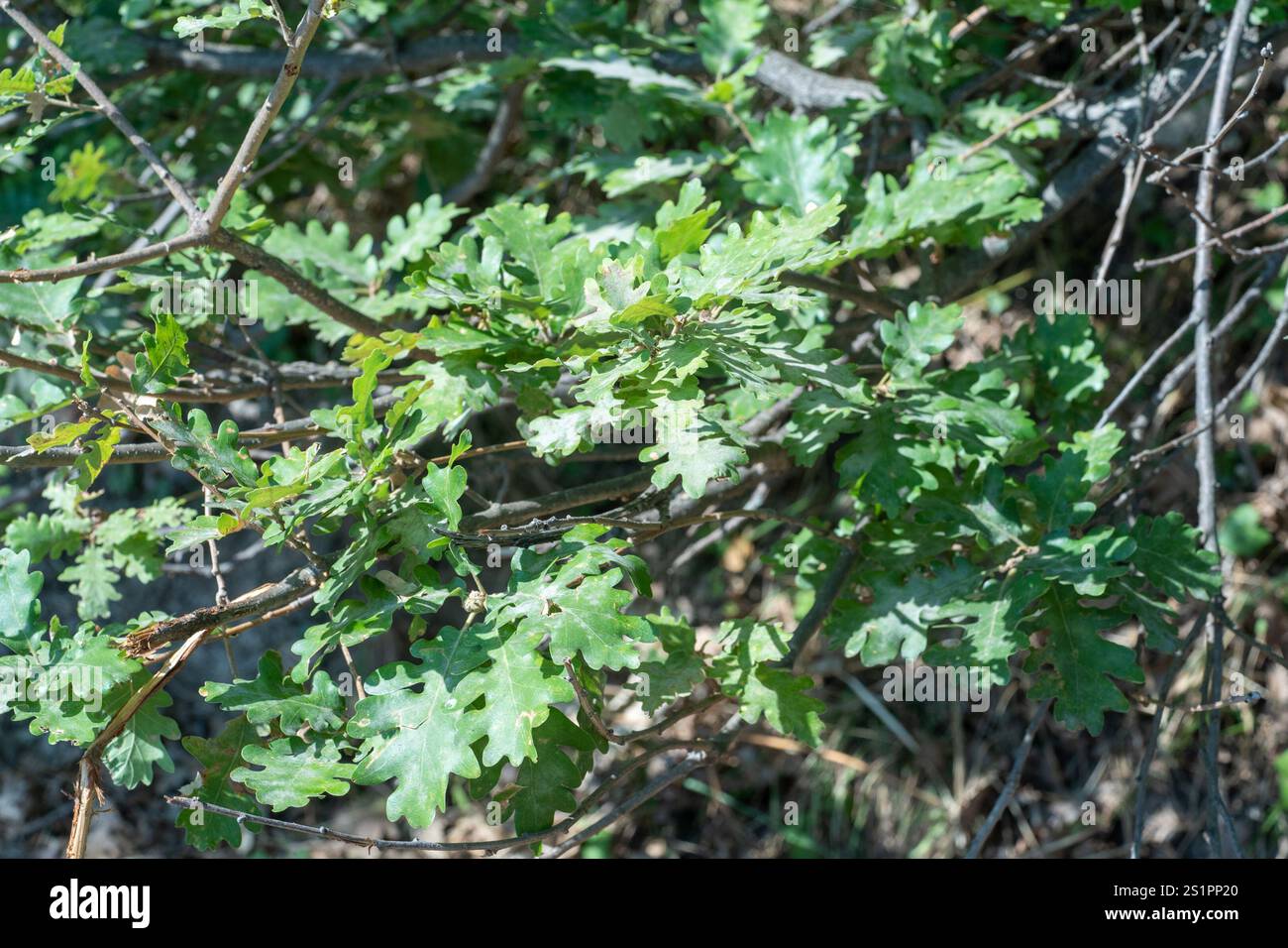 downy oak (Quercus pubescens Stock Photo - Alamy