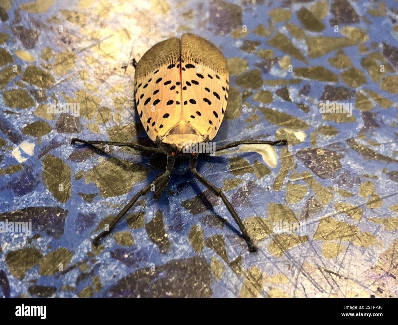 Spotted Lanternfly (Lycorma delicatula Stock Photo - Alamy