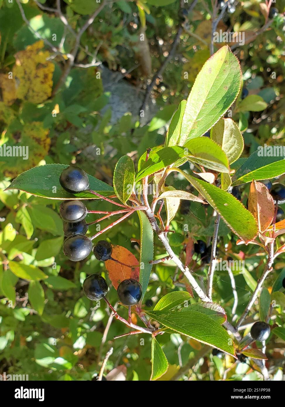 black chokeberry (Aronia melanocarpa Stock Photo - Alamy