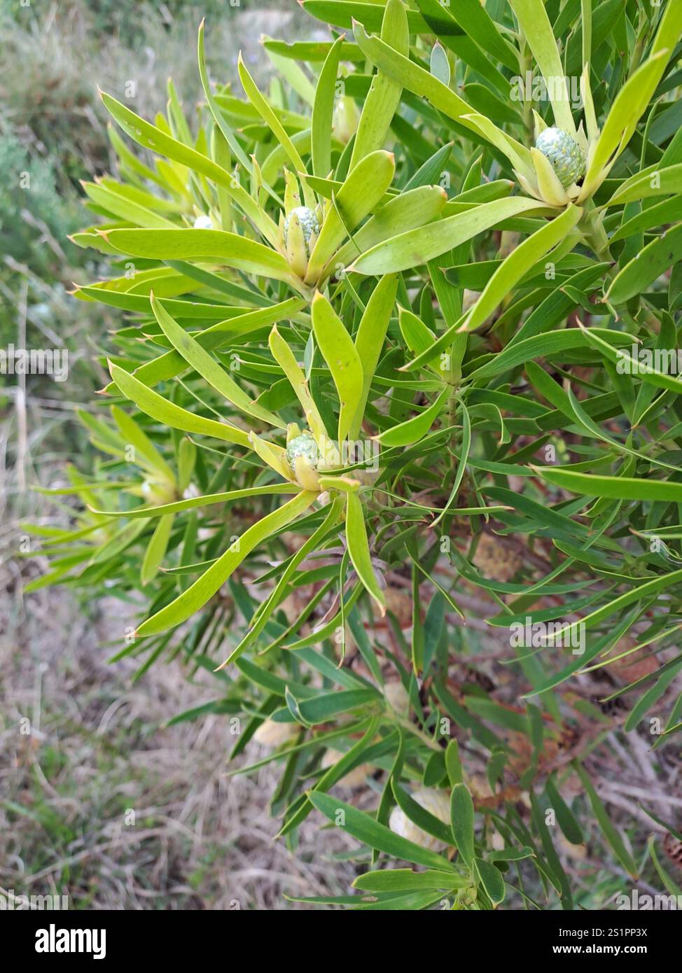 Dune Conebush (Leucadendron coniferum Stock Photo - Alamy