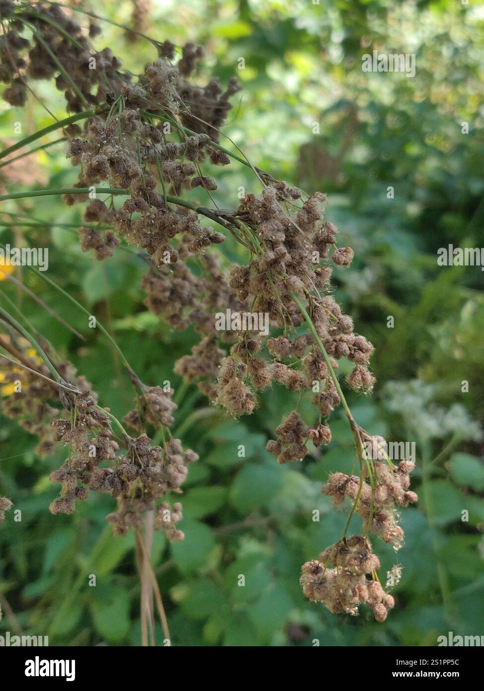 woolgrass (Scirpus cyperinus Stock Photo - Alamy