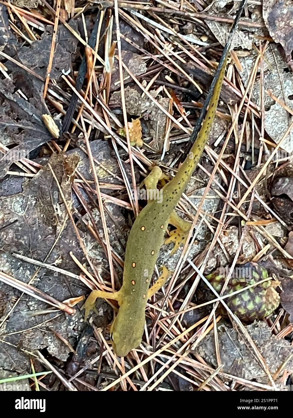 Eastern Newt (Notophthalmus viridescens Stock Photo - Alamy