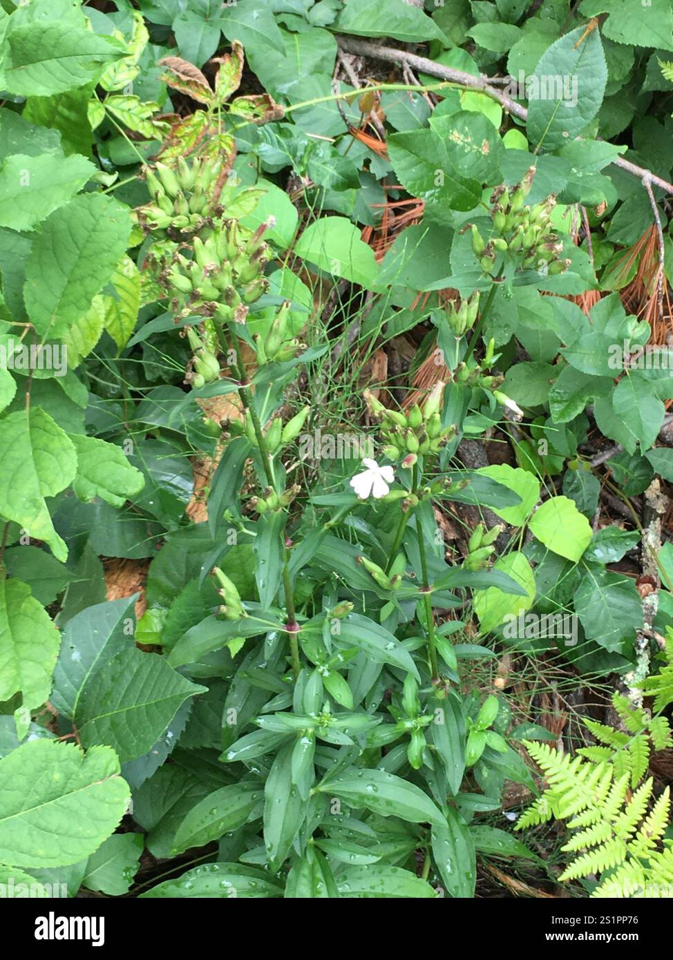 common soapwort (Saponaria officinalis Stock Photo - Alamy
