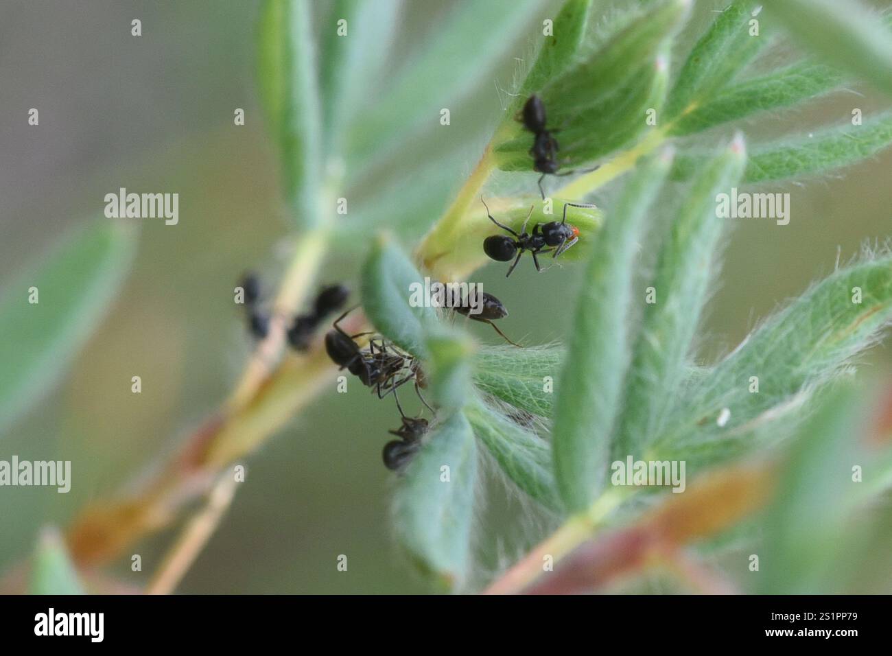 Odorous House Ant (Tapinoma sessile Stock Photo - Alamy