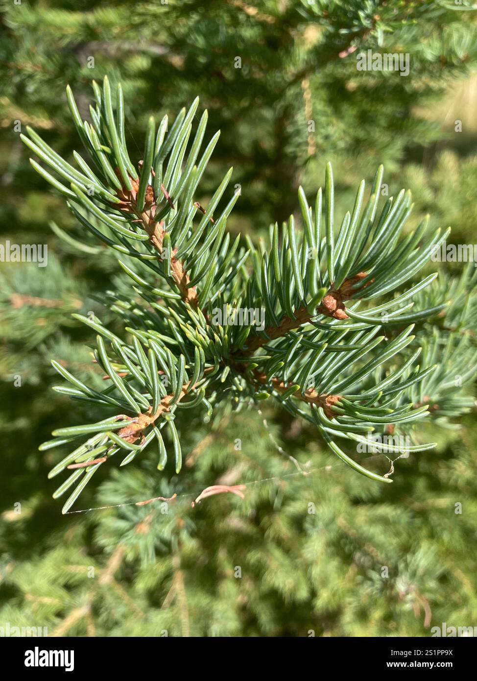white spruce (Picea glauca Stock Photo - Alamy