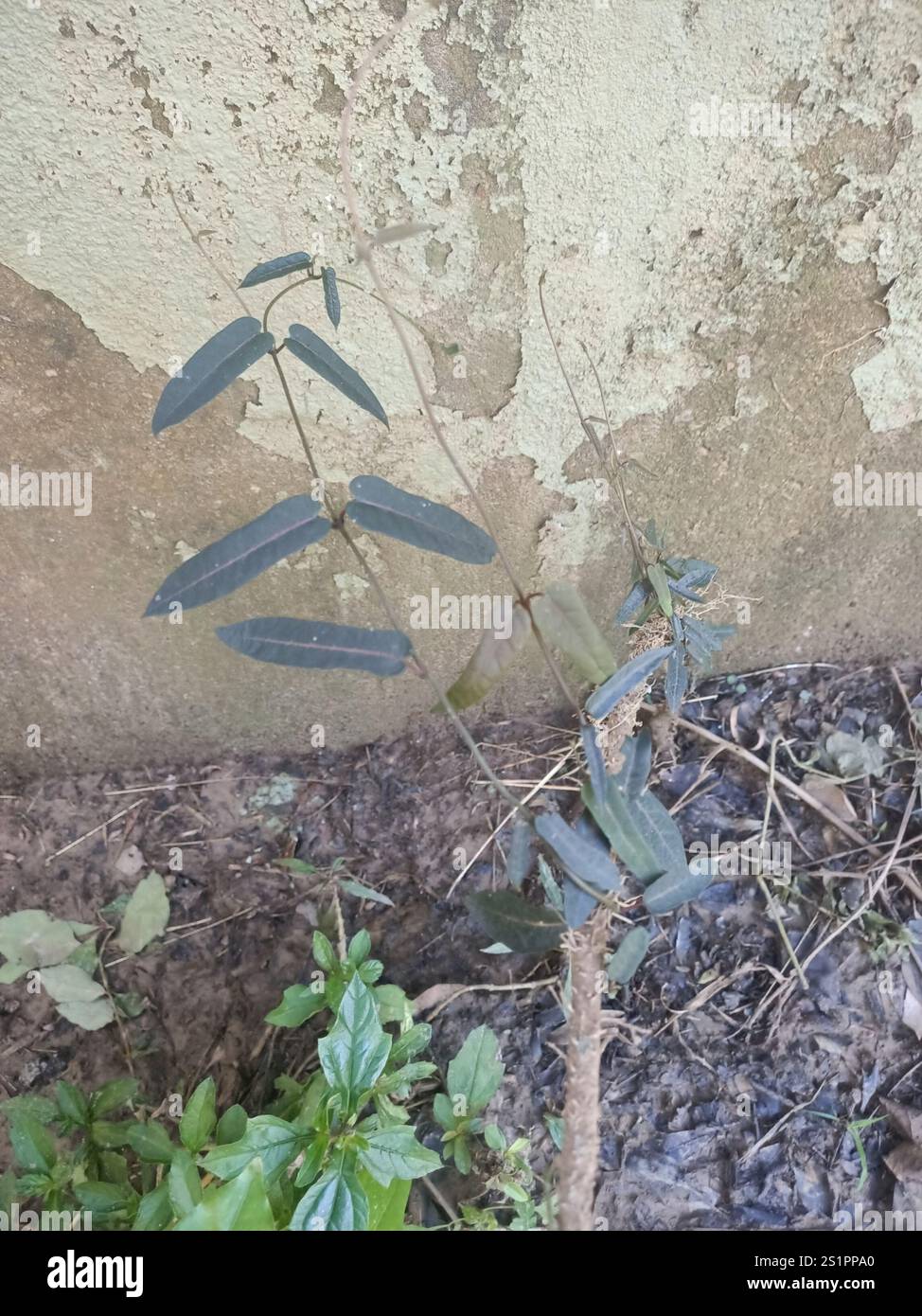 dogbane family (Apocynaceae Stock Photo - Alamy