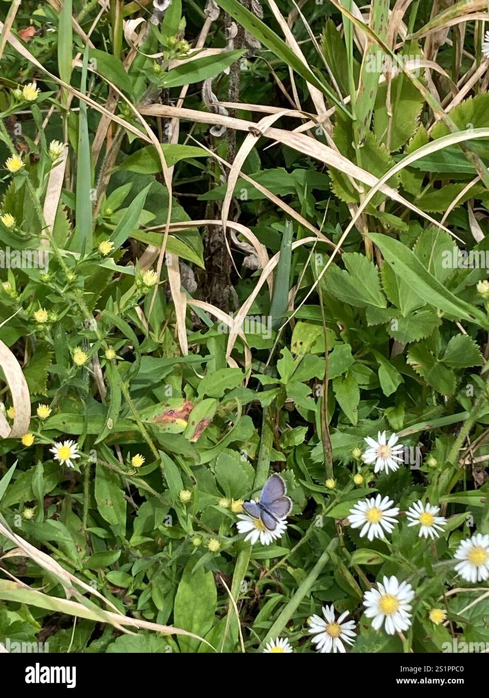 Eastern Tailed-Blue (Cupido comyntas Stock Photo - Alamy
