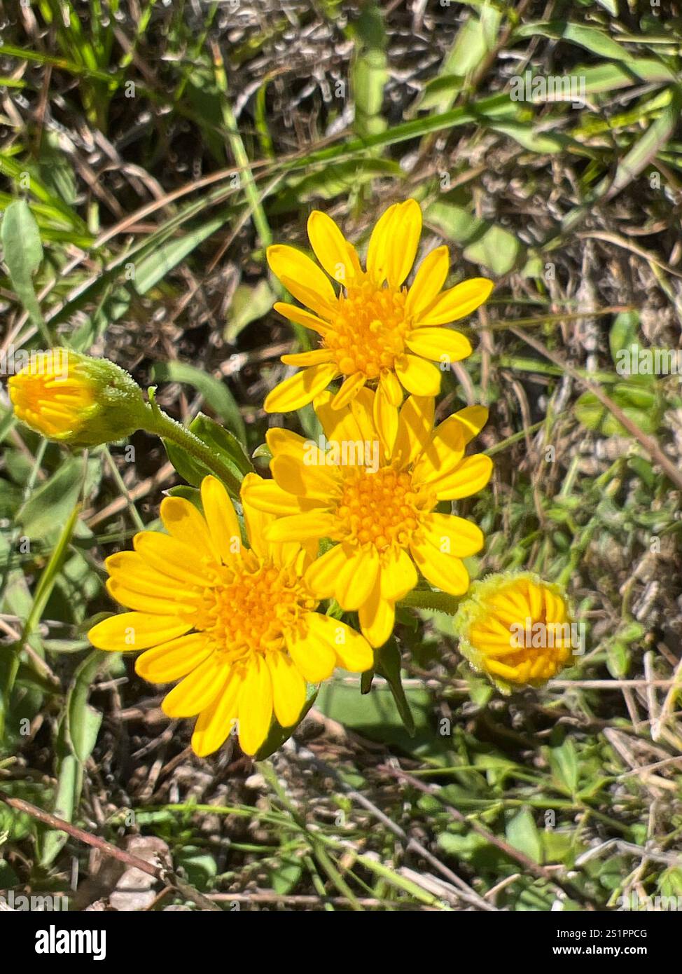 Maryland golden-aster (Chrysopsis mariana Stock Photo - Alamy