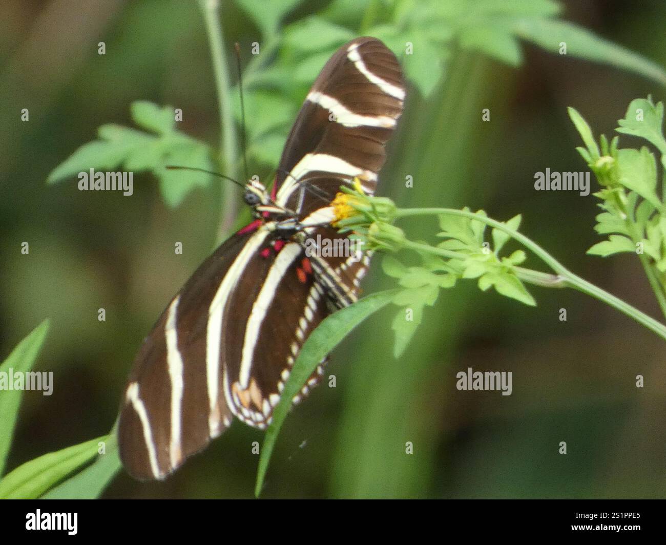 Zebra Longwing (Heliconius charithonia Stock Photo - Alamy