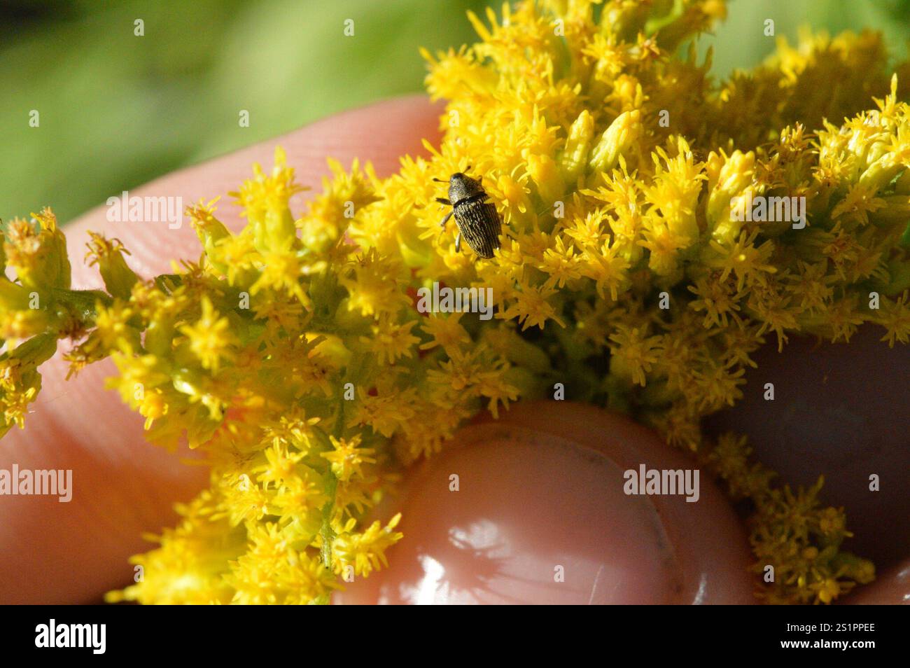 True Weevils (Curculionidae Stock Photo - Alamy