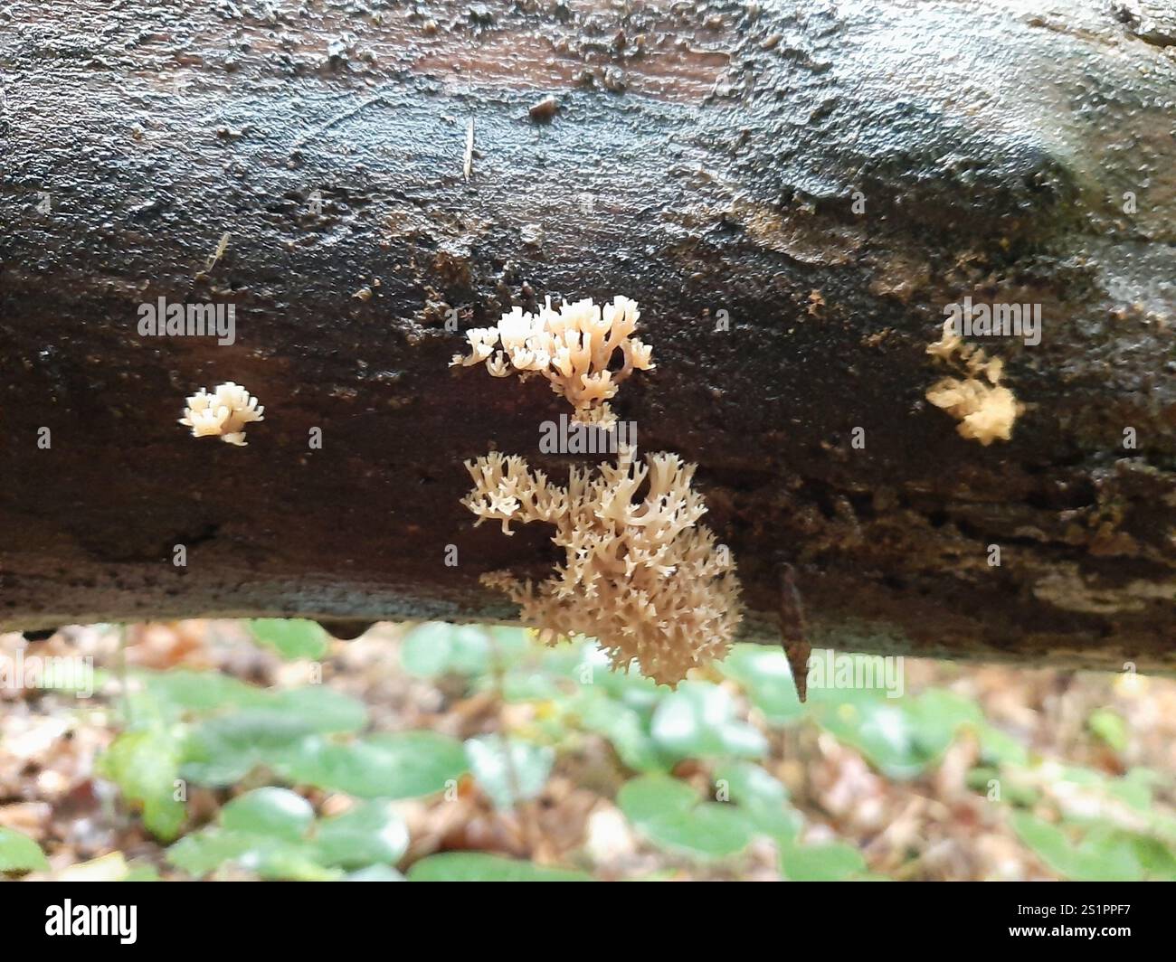 crown-tipped coral fungus (Artomyces pyxidatus Stock Photo - Alamy