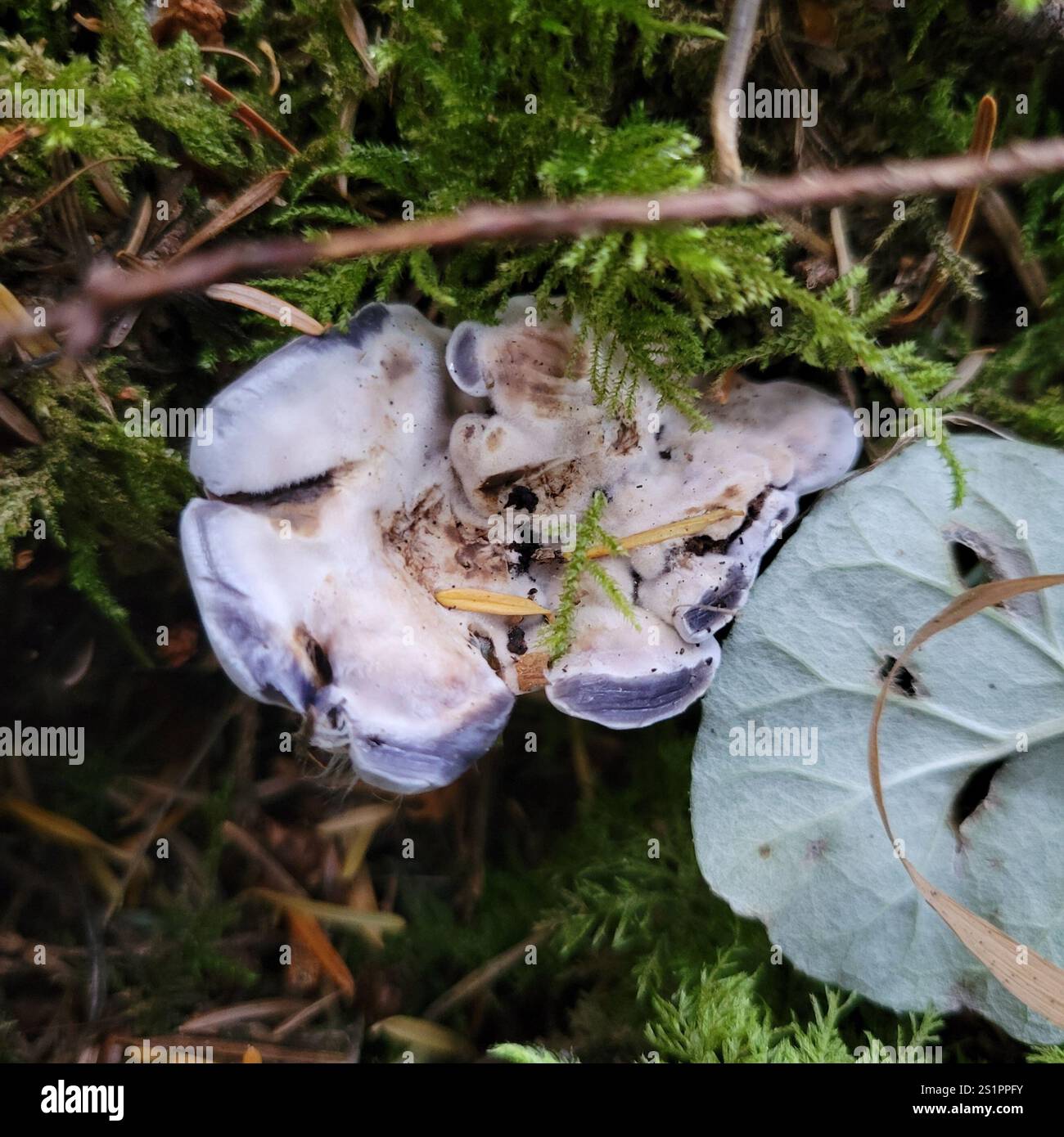 Blue Tooth (Hydnellum caeruleum Stock Photo - Alamy