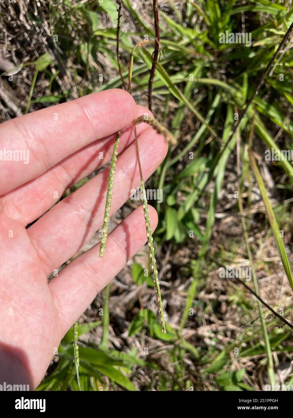 Thin Paspalum (Paspalum setaceum Stock Photo - Alamy