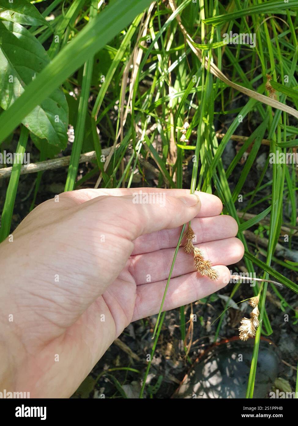blunt broom sedge (Carex tribuloides Stock Photo - Alamy