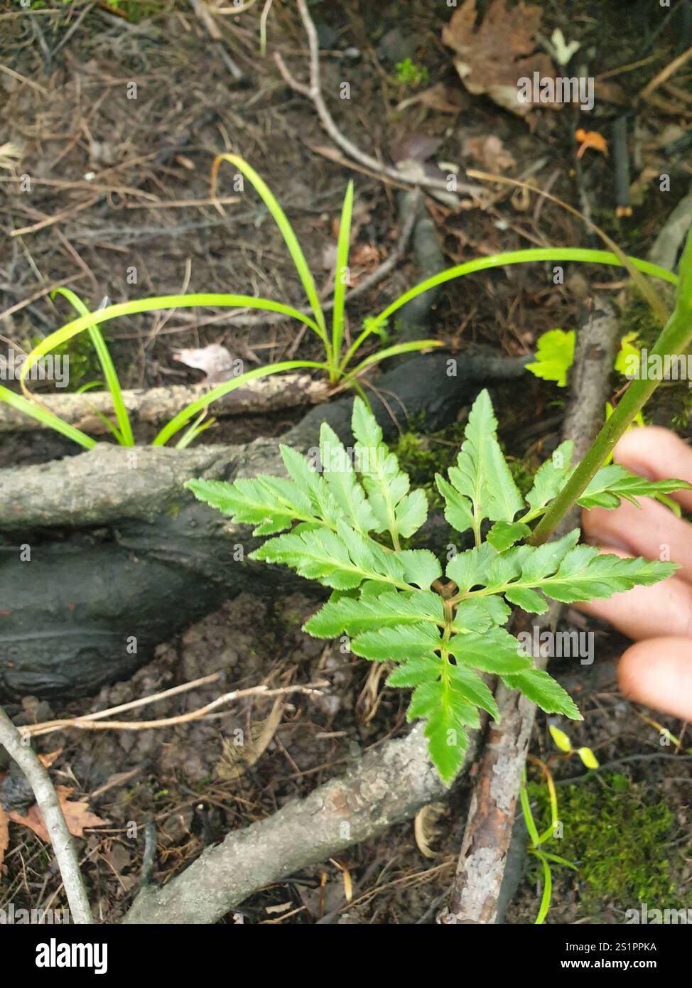 Cutleaf Grapefern (Sceptridium dissectum Stock Photo - Alamy