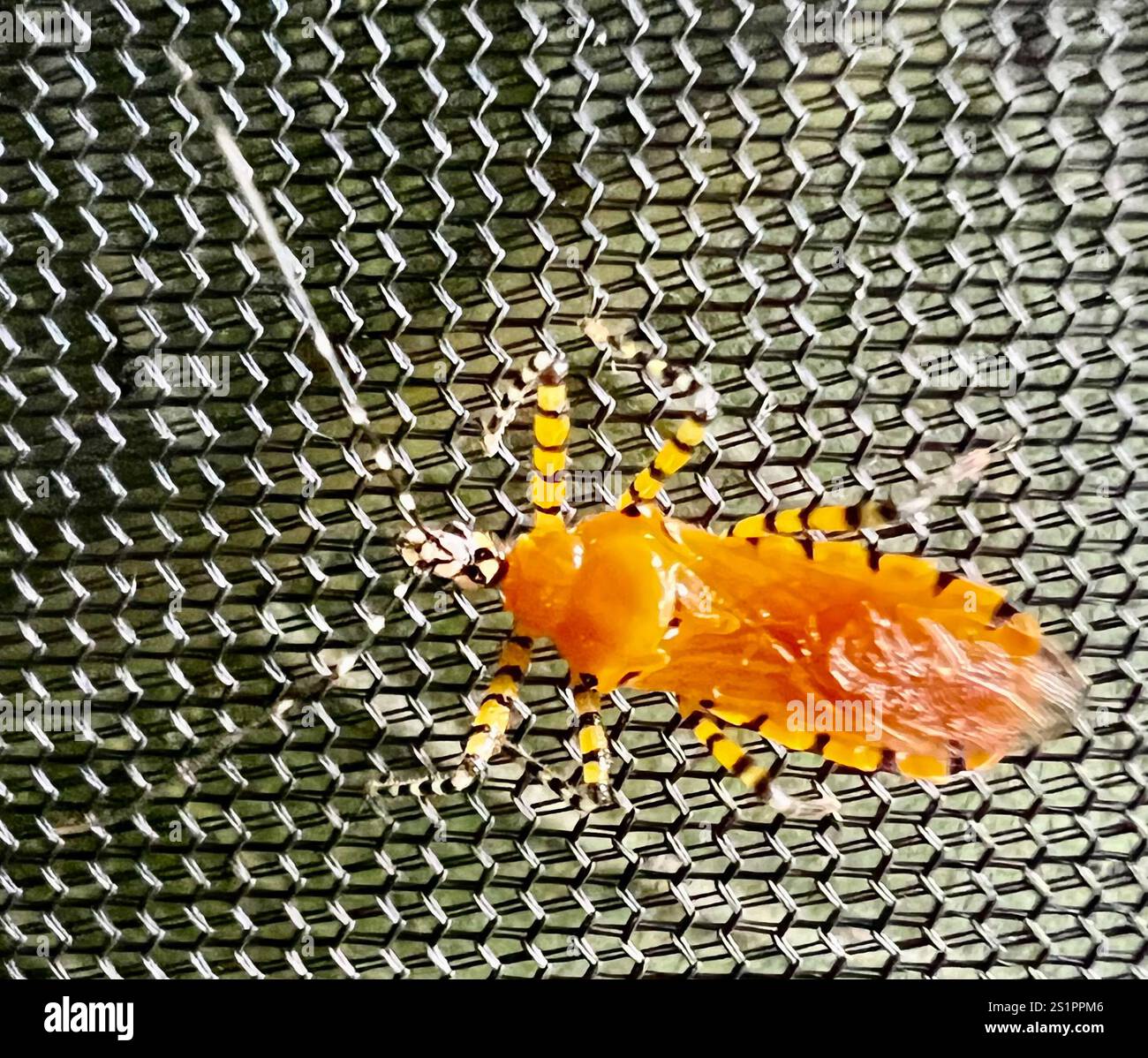 Orange Assassin Bug (Pselliopus barberi Stock Photo - Alamy