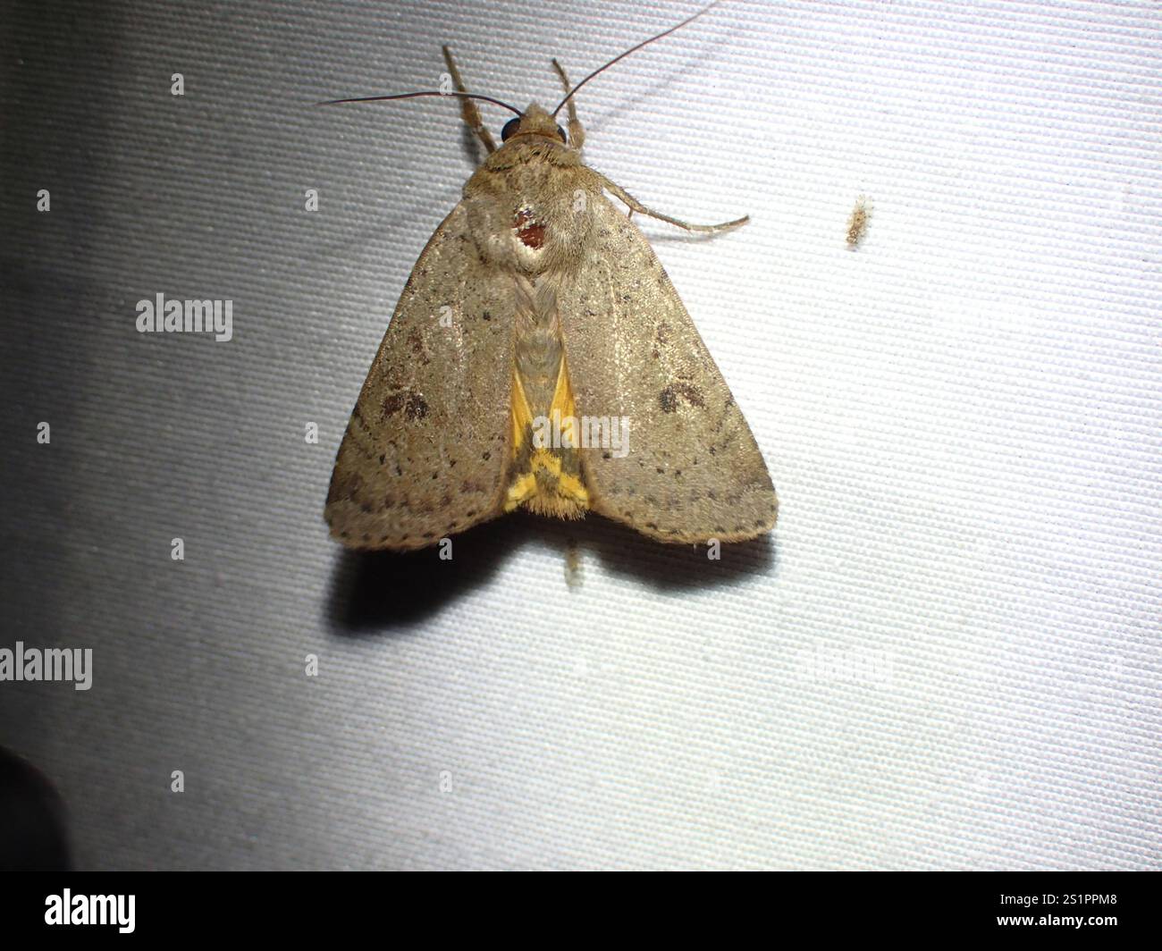 Lesser Yellow Underwing (Noctua comes Stock Photo - Alamy