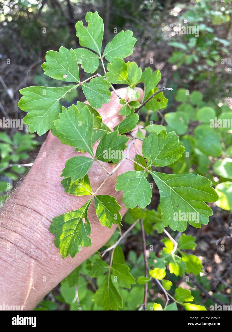 fragrant sumac (Rhus aromatica Stock Photo - Alamy