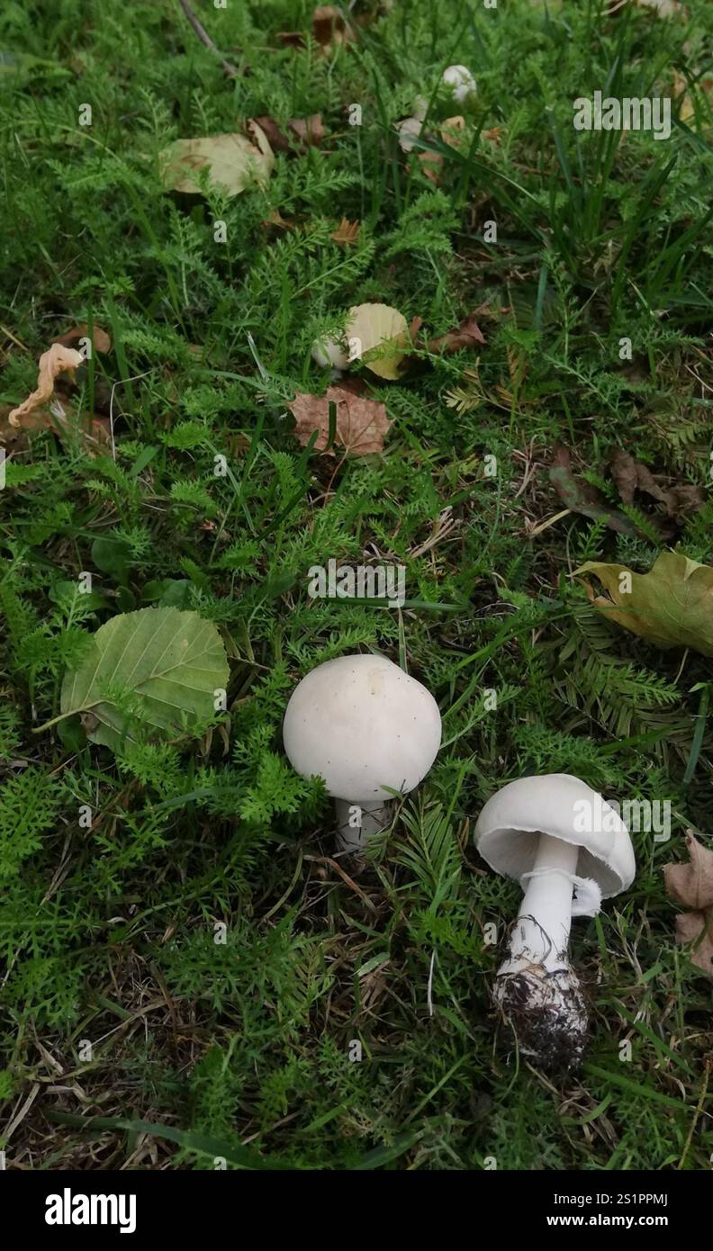 White Dapperling (Leucoagaricus leucothites Stock Photo - Alamy