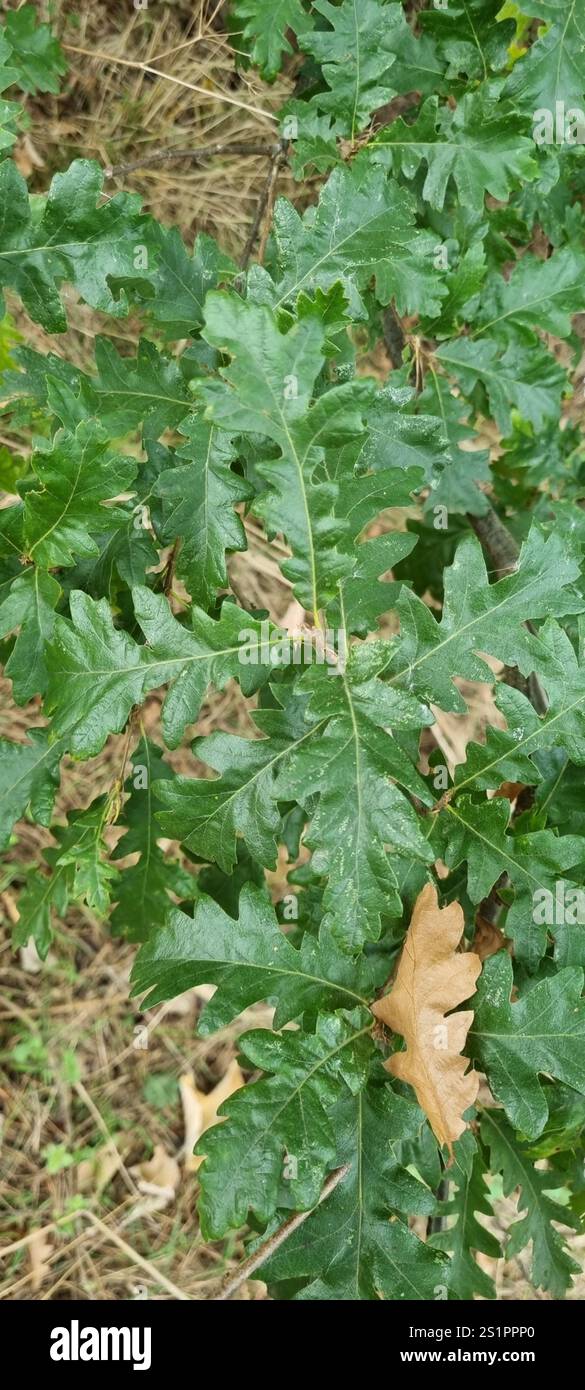 Turkey Oak (Quercus cerris Stock Photo - Alamy