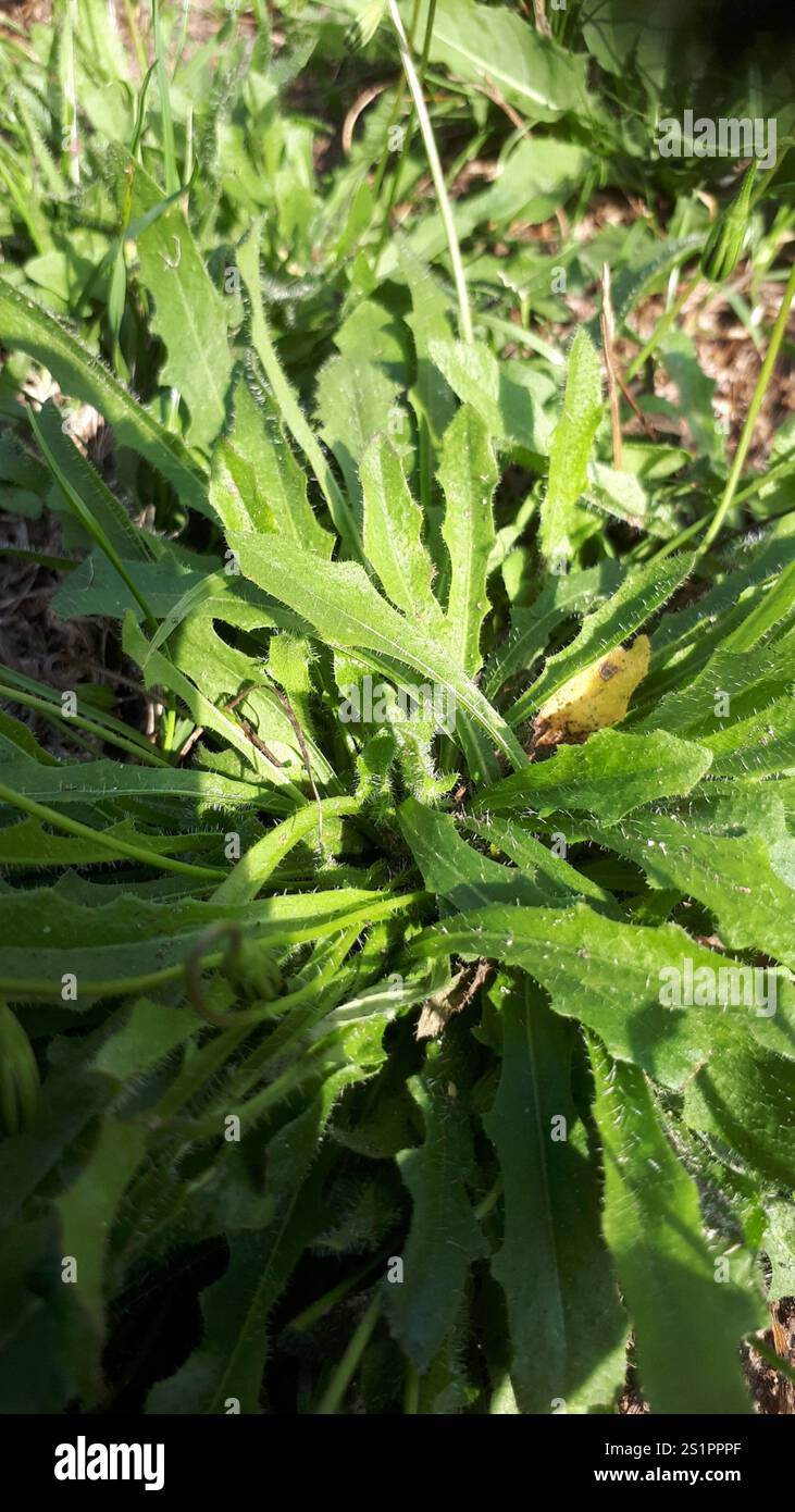 Rough Hawkbit (Leontodon hispidus Stock Photo - Alamy