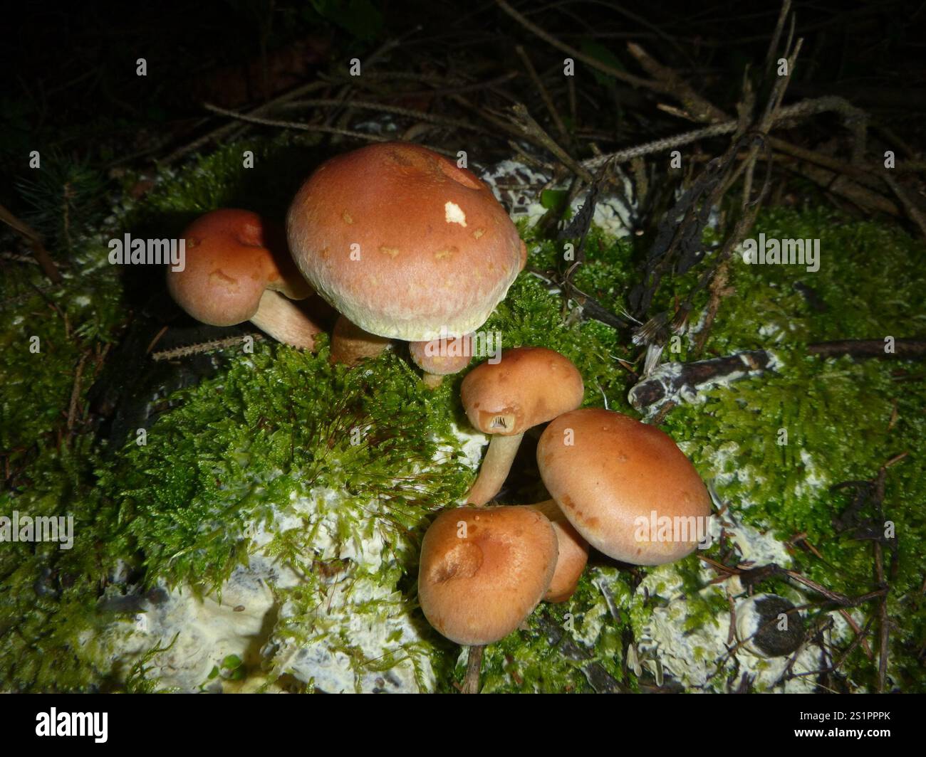 Brick Cap (Hypholoma lateritium Stock Photo - Alamy
