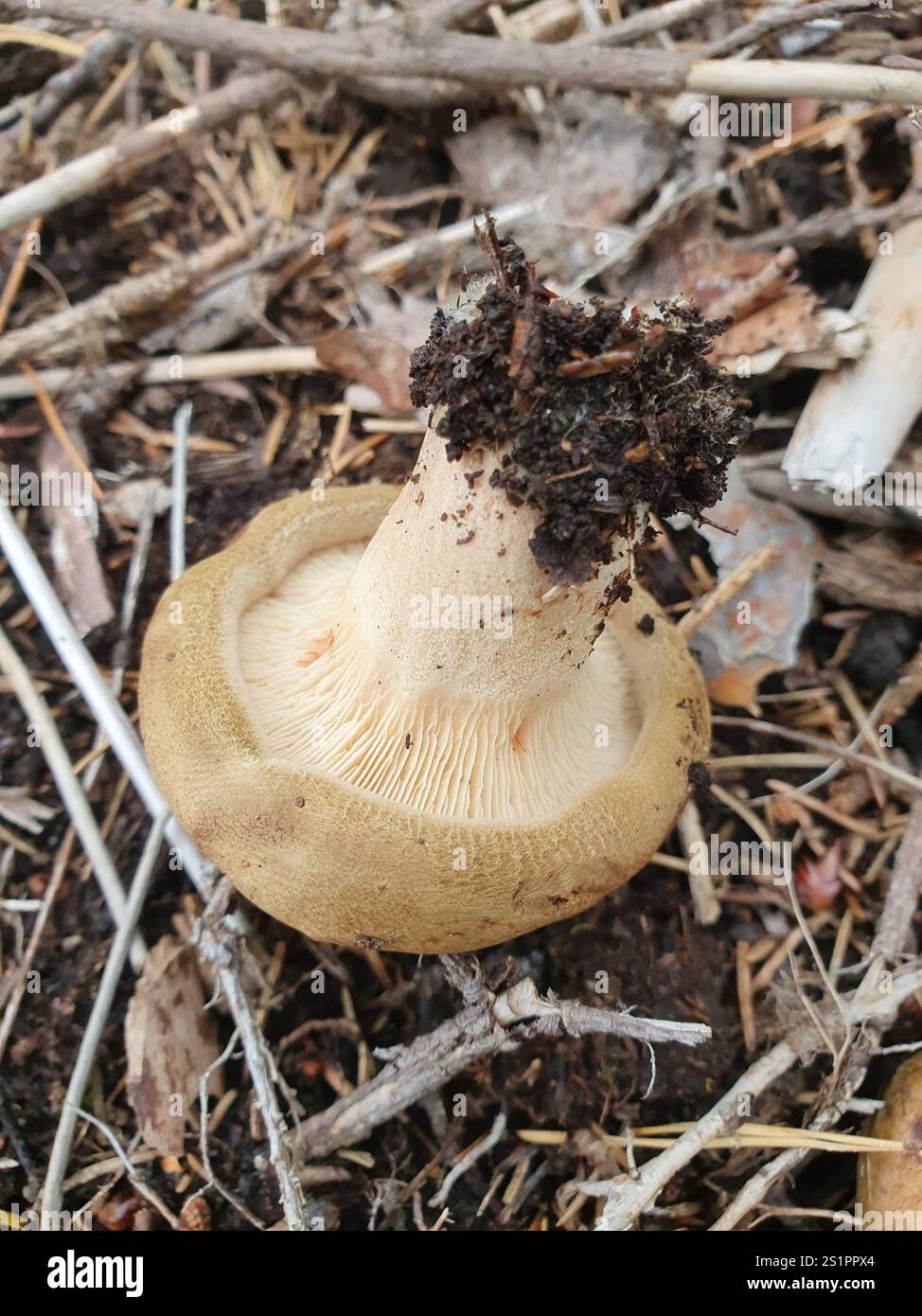 Brown Roll-Rim (Paxillus involutus Stock Photo - Alamy