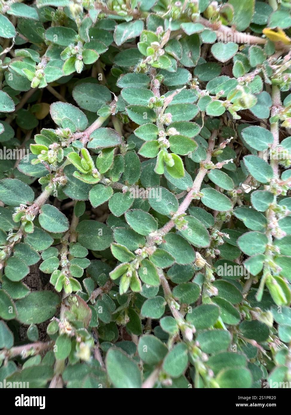 prostrate sandmat (Euphorbia prostrata Stock Photo - Alamy
